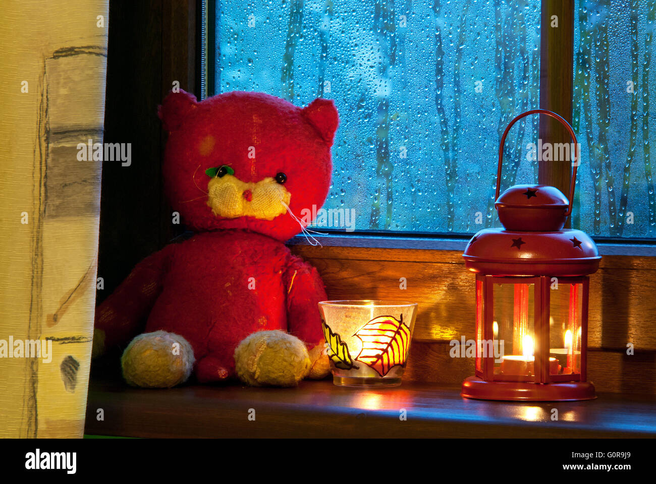 old plush tomcat is sitting by the window Stock Photo - Alamy