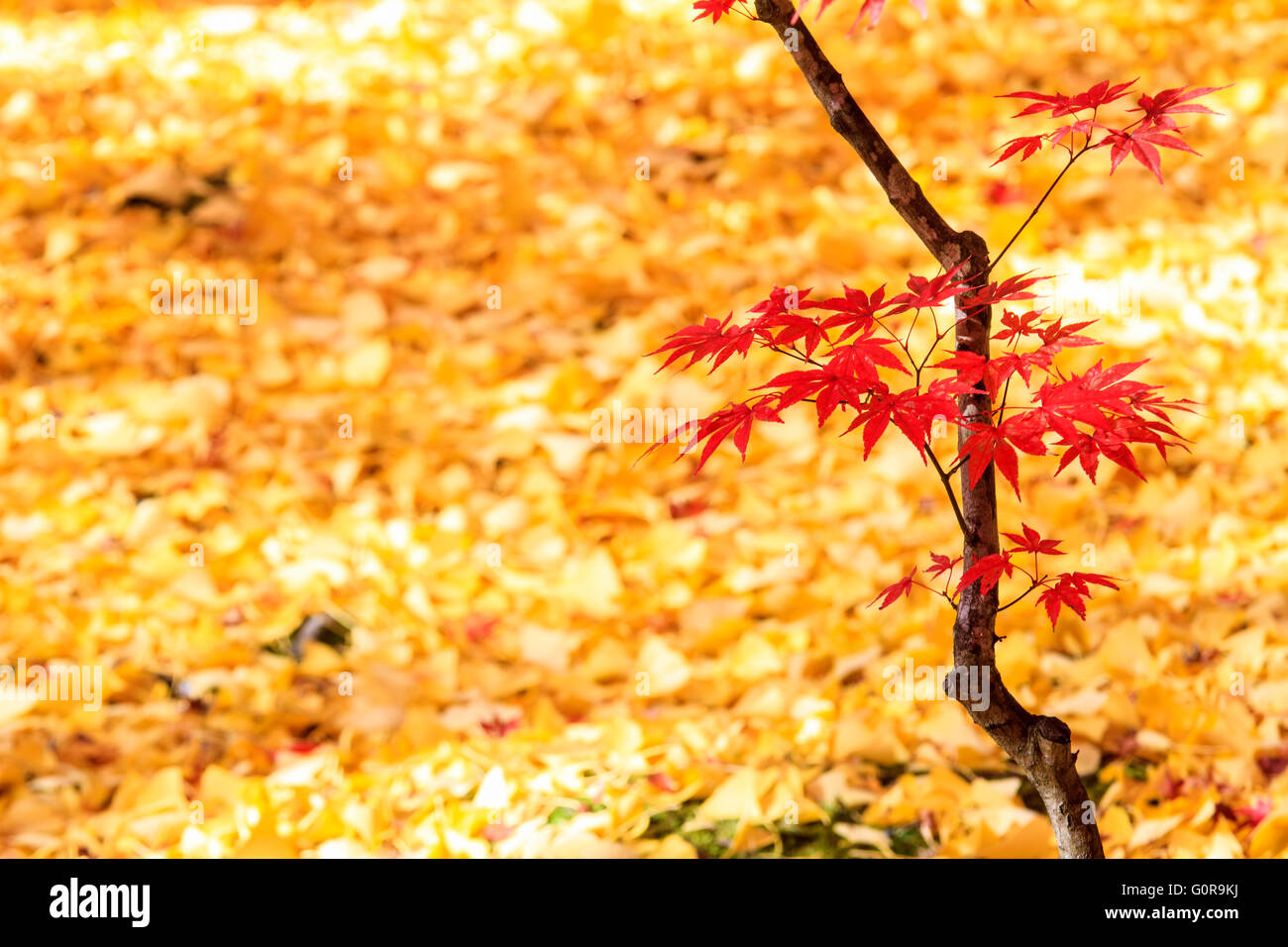 The maple season at fall with nice background color Stock Photo - Alamy