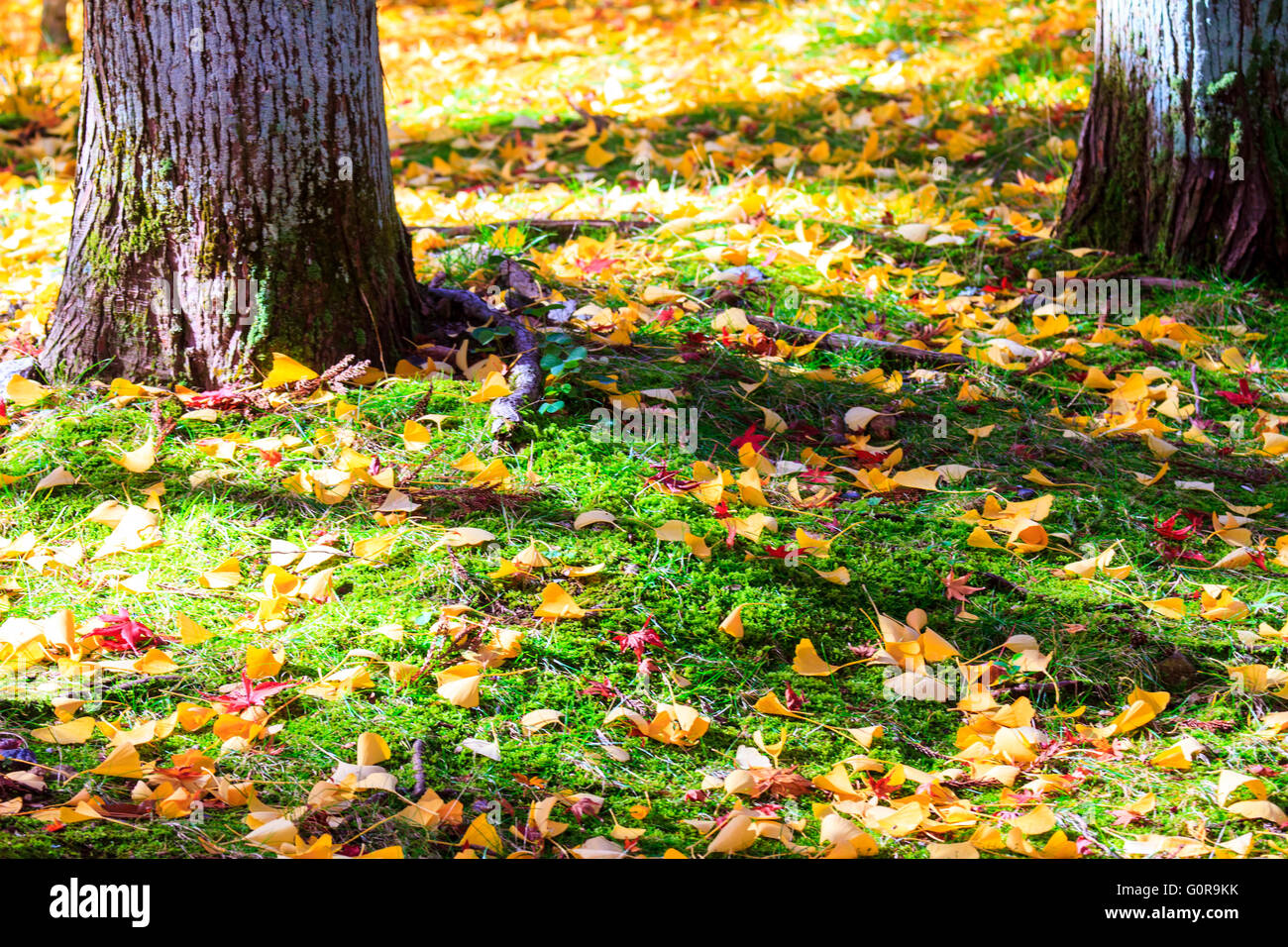 The maple season at fall with nice background color Stock Photo - Alamy