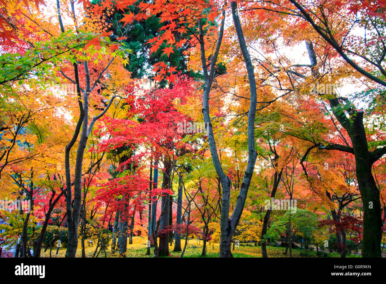 The maple season at fall with nice background color Stock Photo - Alamy
