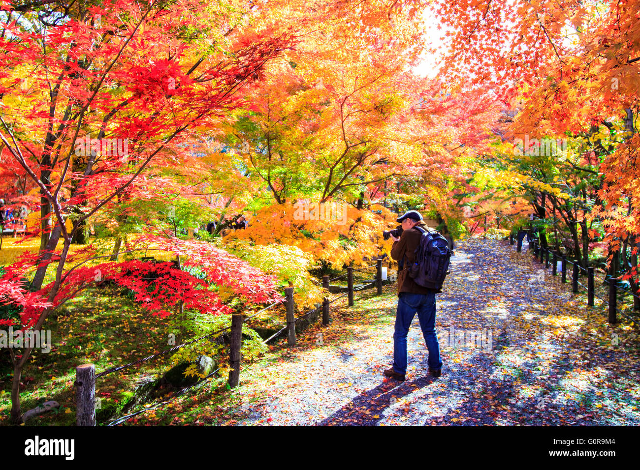 The maple season at fall with nice background color Stock Photo - Alamy