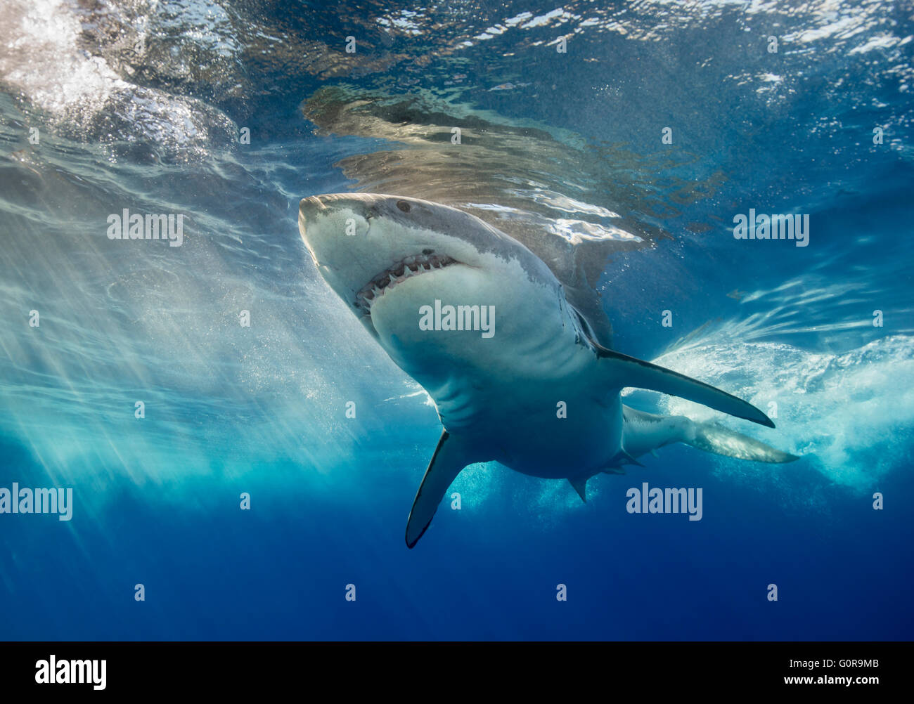 Great white shark underwater at Guadalupe Island, Mexico Stock Photo ...