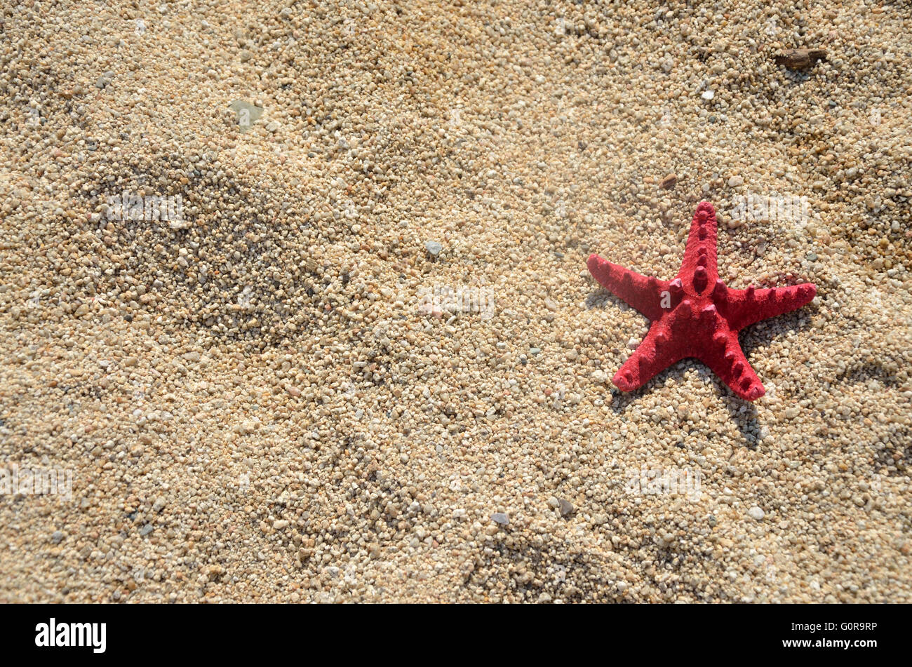 Sea star on sandy beach hi-res stock photography and images - Alamy