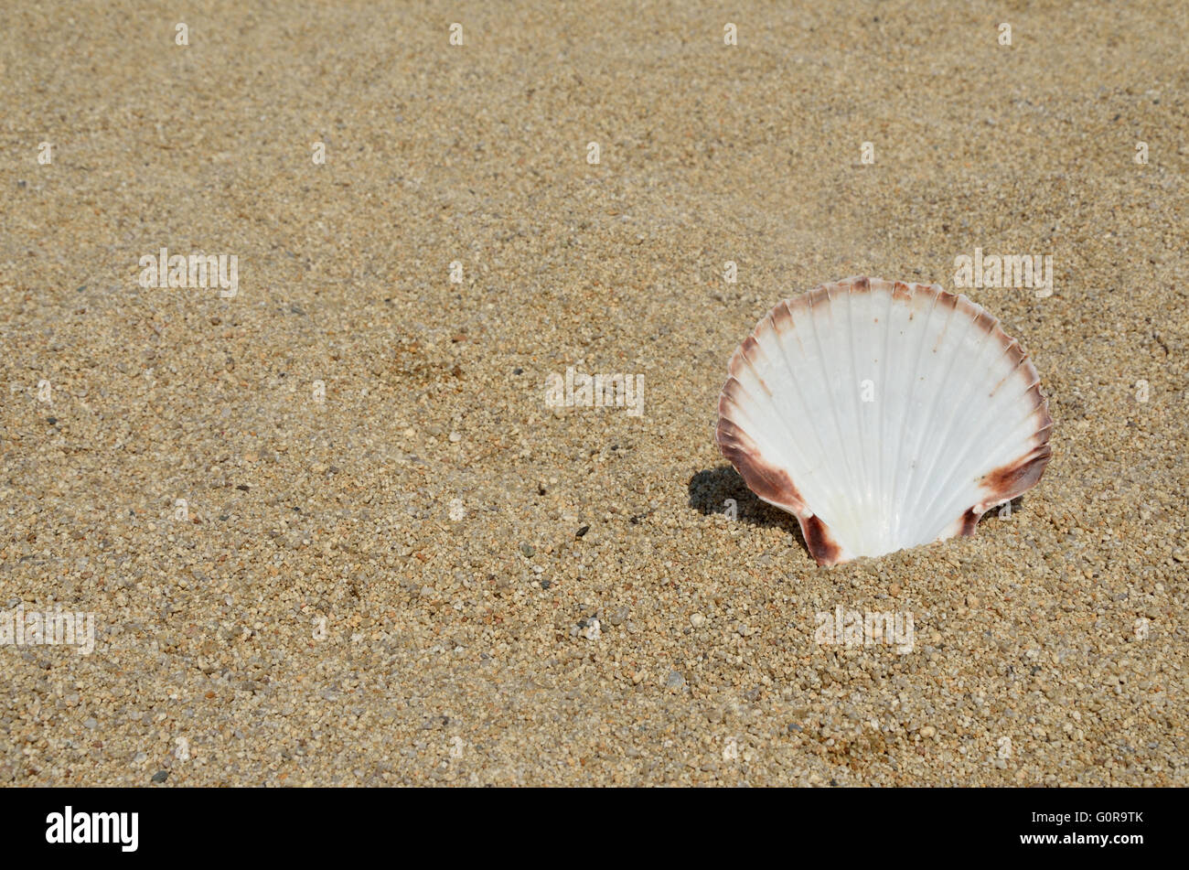 White seashell on sandy hi-res stock photography and images - Alamy