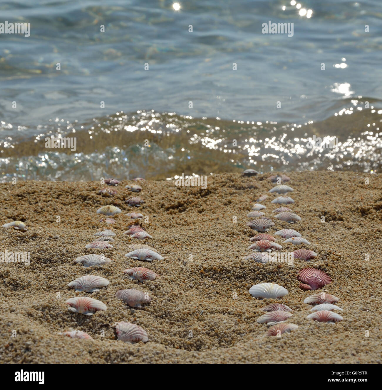 Different seashells set in four lines on way to the sea Stock Photo - Alamy