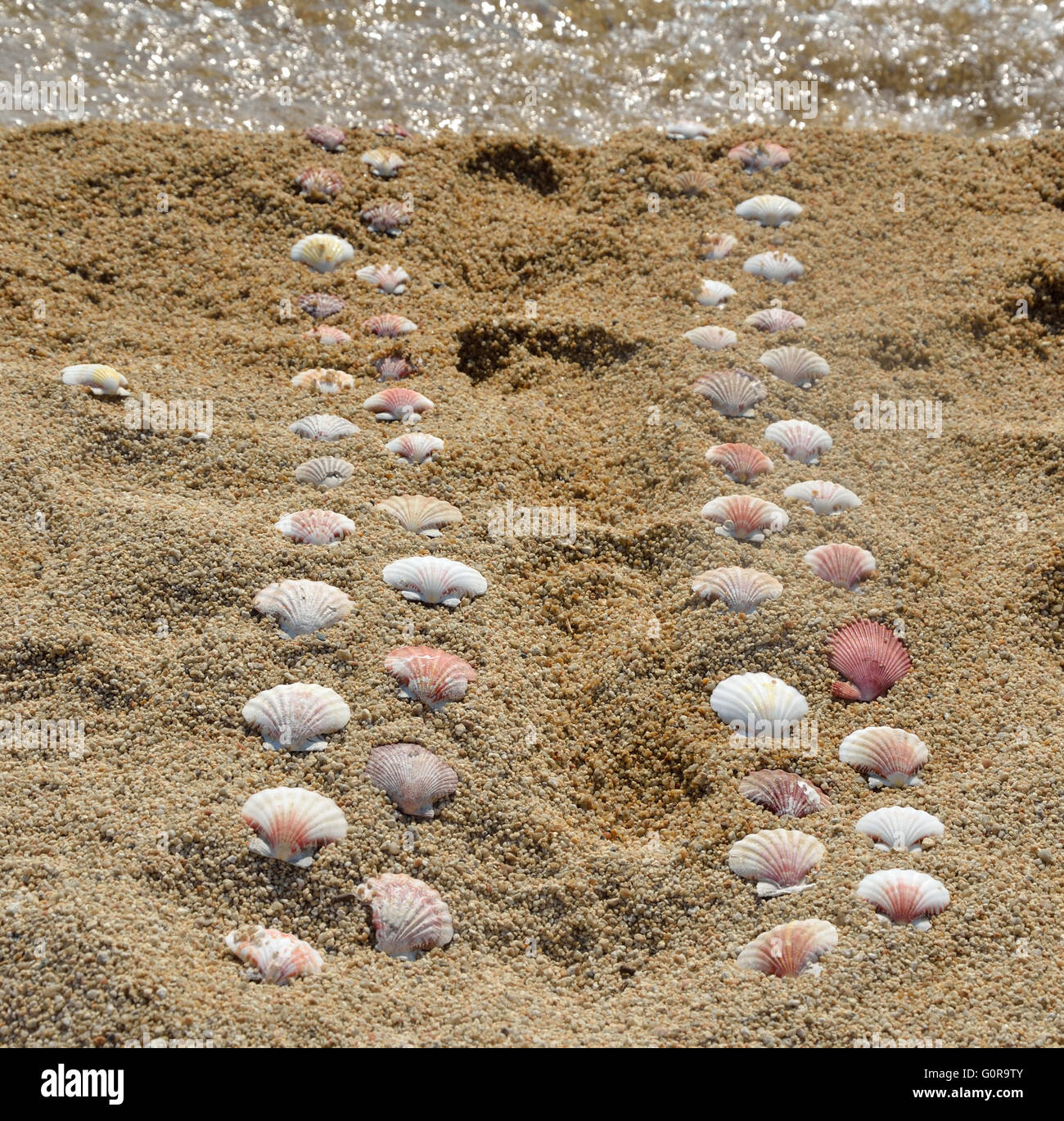 Four seashells hi-res stock photography and images - Alamy