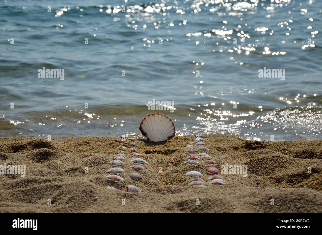 Different seashells set in four lines on way to the sea Stock Photo - Alamy