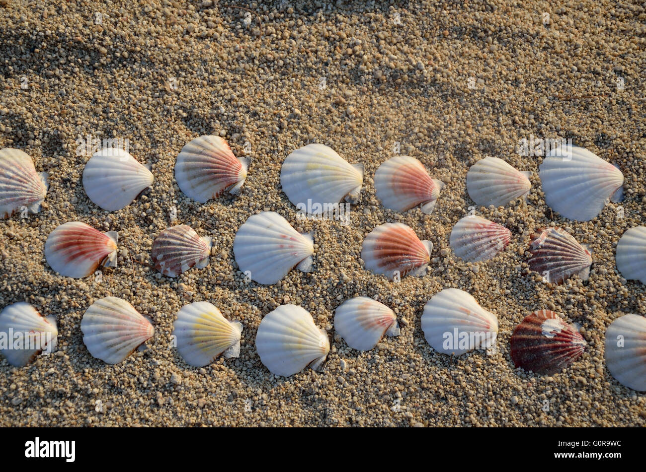 Different seashells set in three lines on sandy beach Stock Photo - Alamy