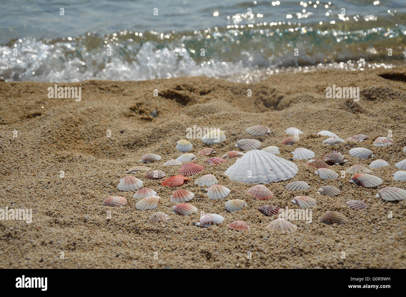 Group of different seashells collected on a sandy beach by the sea ...