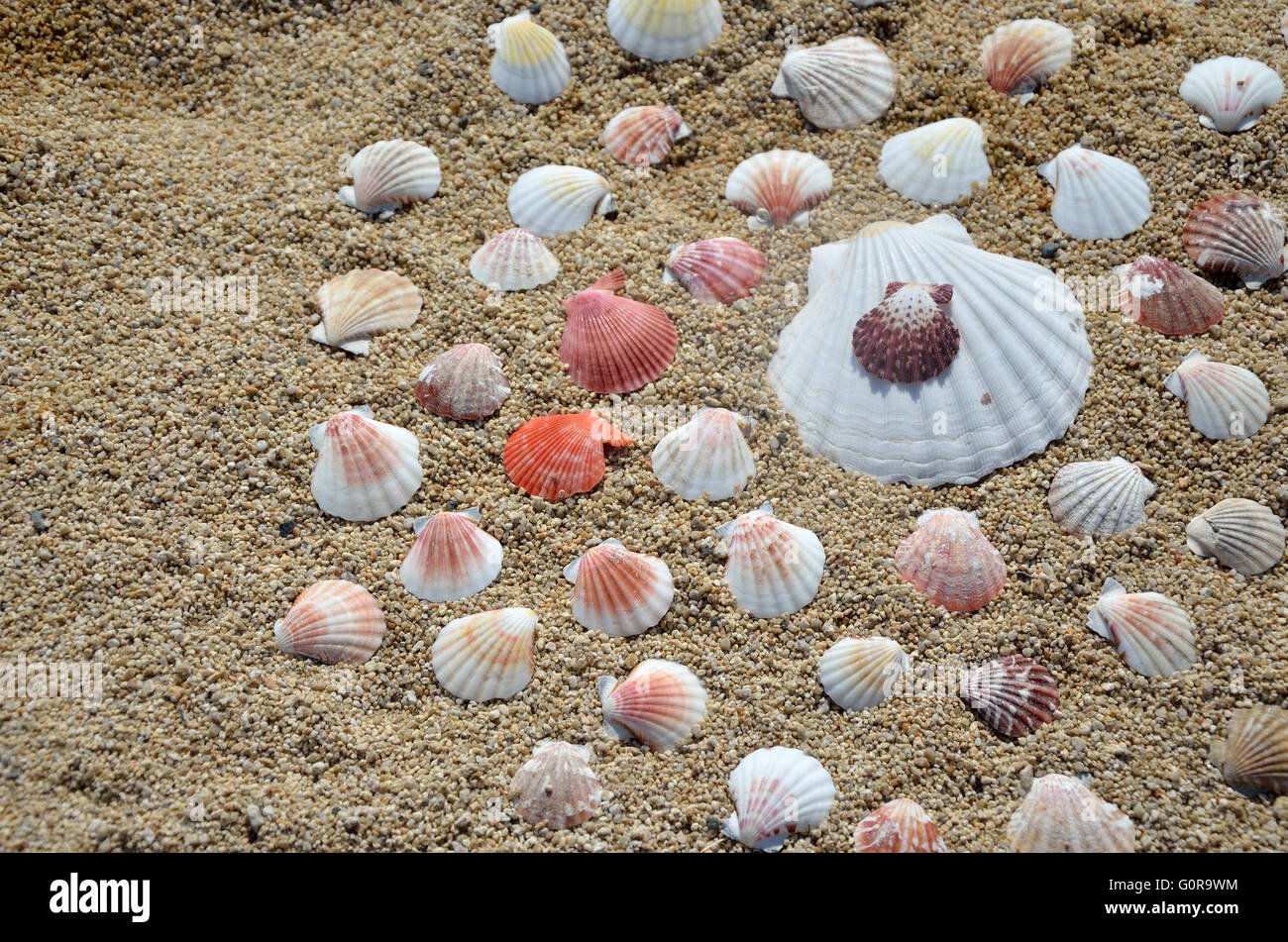 Group of different seashells collected on a sandy beach Stock Photo - Alamy