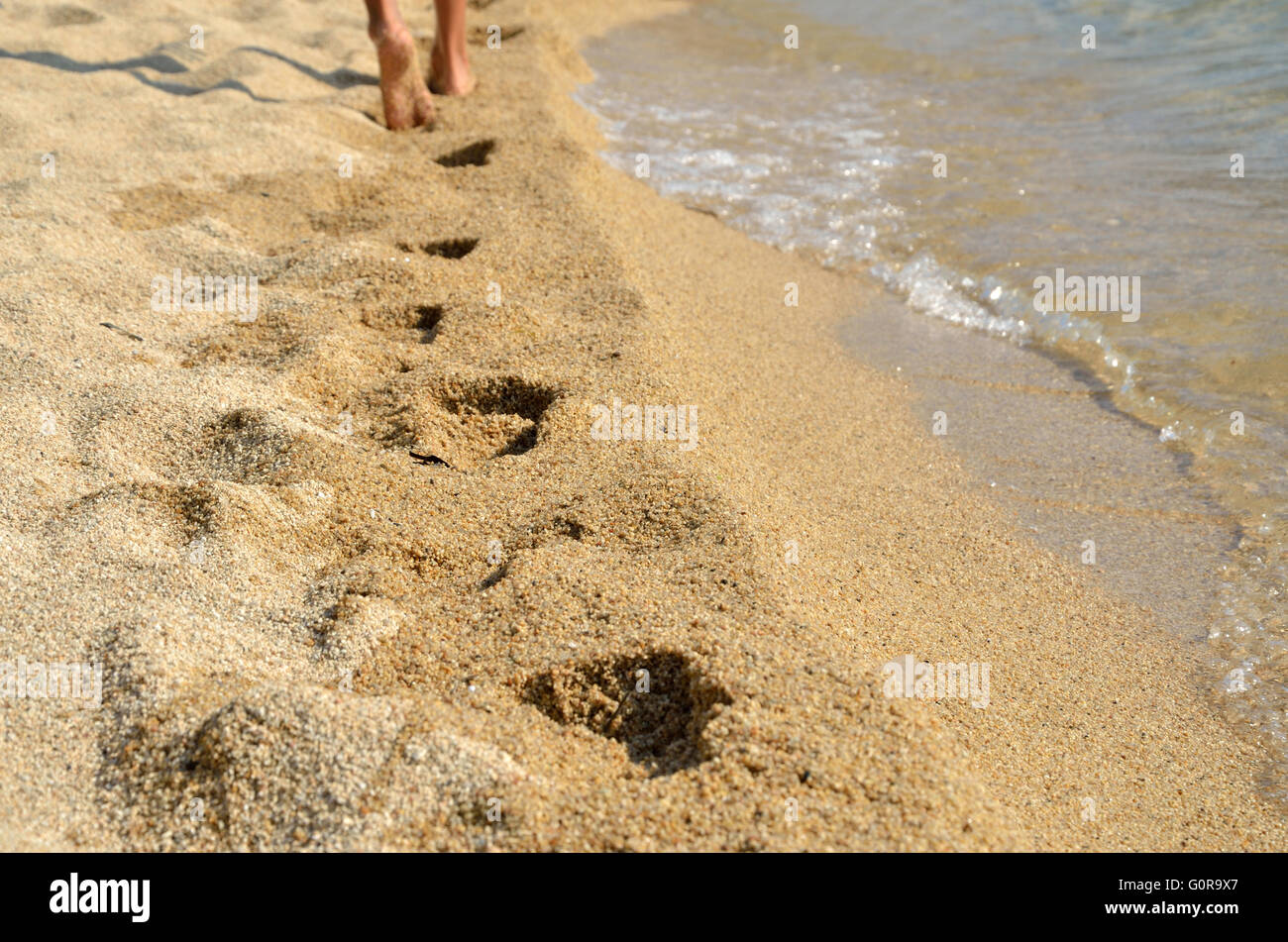 Walking legs leaving traces on sandy sea shore Stock Photo - Alamy