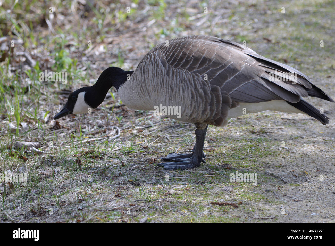 Geese in the Wetland Stock Photo - Alamy