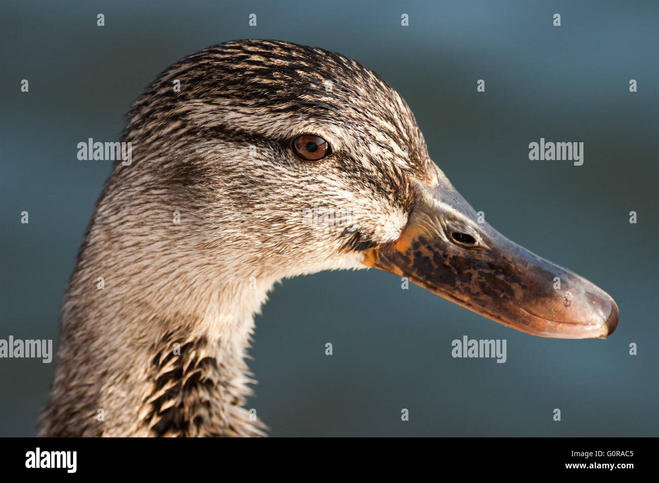 Mallard duck head hi-res stock photography and images - Alamy