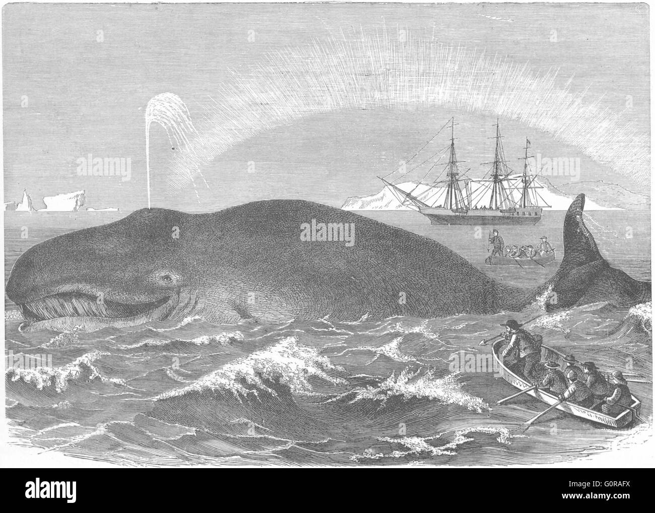 Whale london Black and White Stock Photos & Images - Alamy