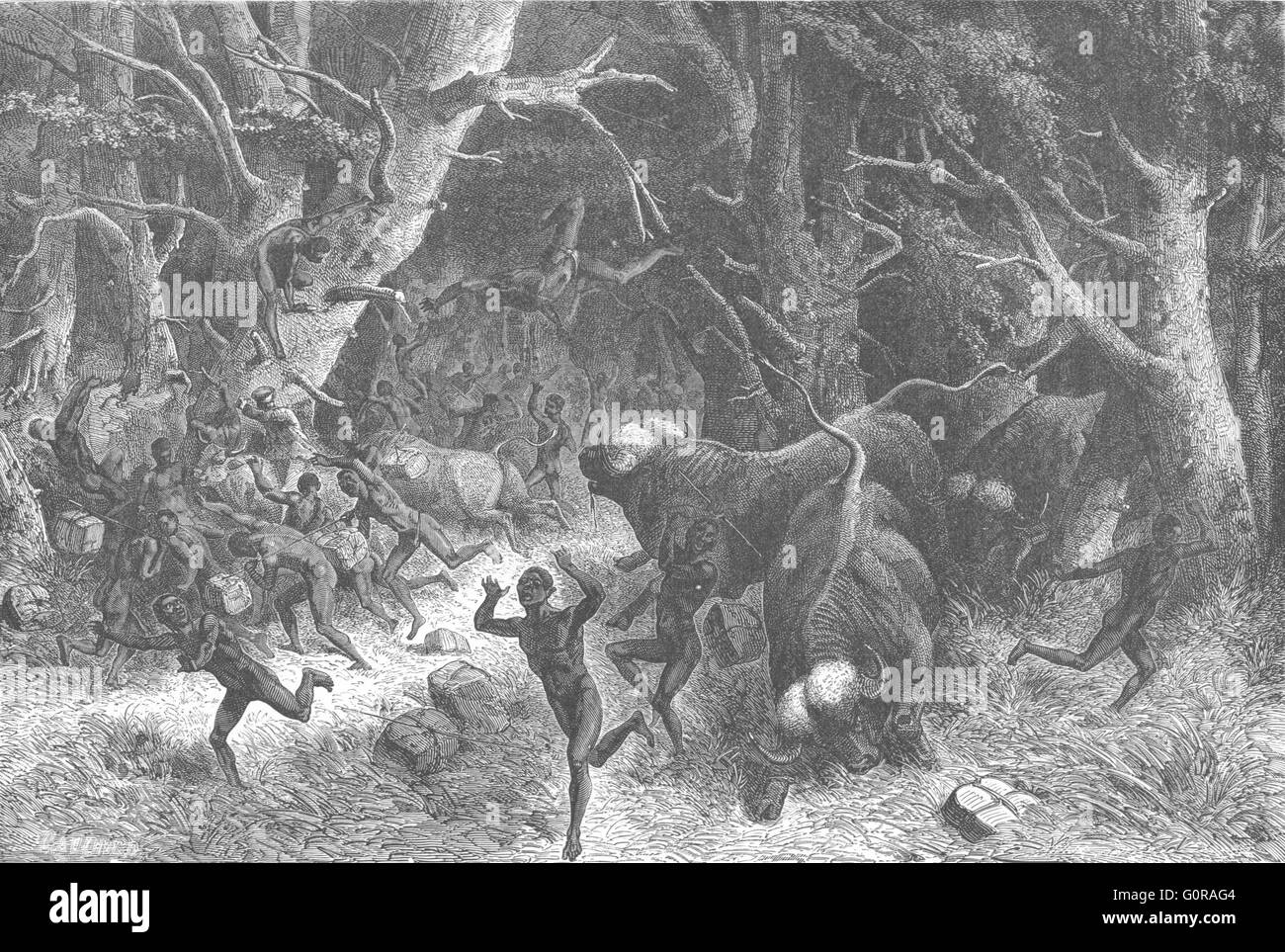 African animals illustrated Black and White Stock Photos & Images - Alamy