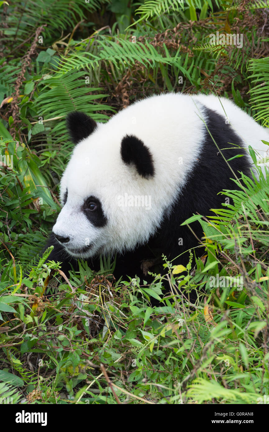 Two years aged young giant Panda (Ailuropoda melanoleuca), China ...