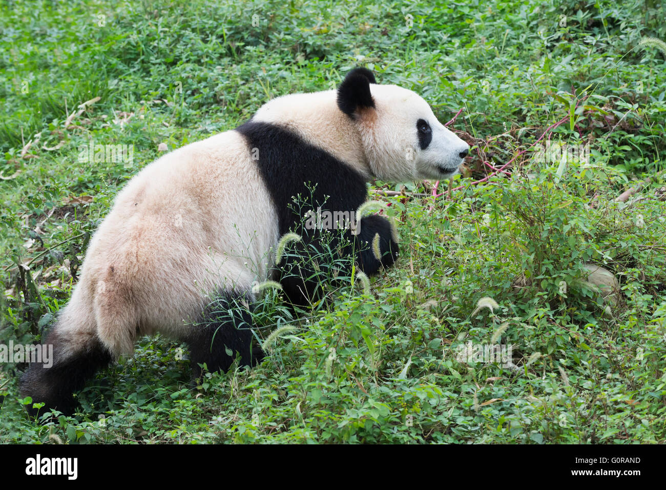 Adult Giant Panda (Ailuropoda melanoleuca), China Conservation and ...
