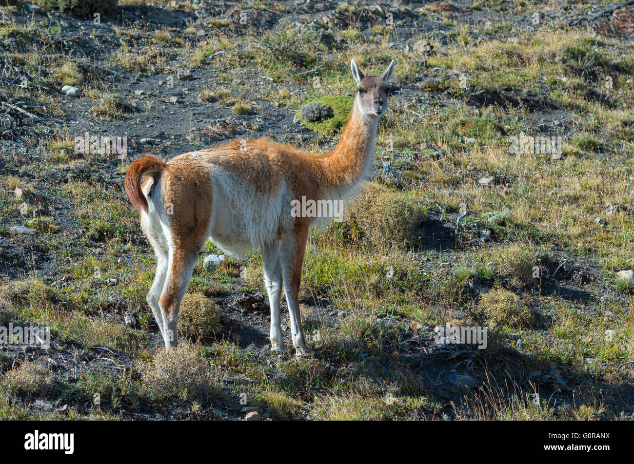 Guanaco lama guanicoe national park hi-res stock photography and images ...