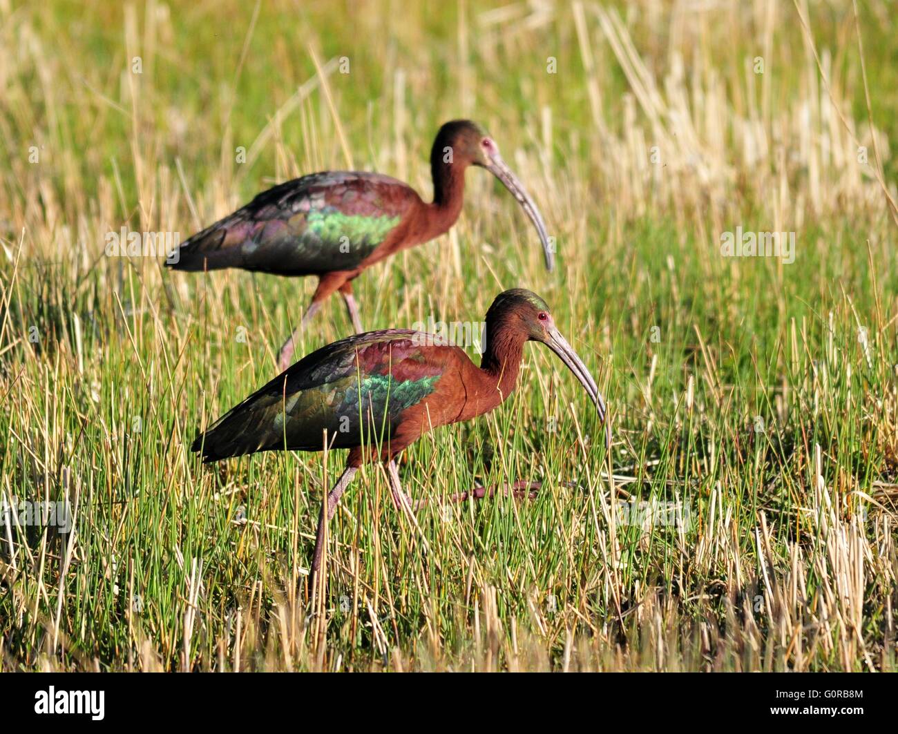 Ibises couple breeding pair hi-res stock photography and images - Alamy