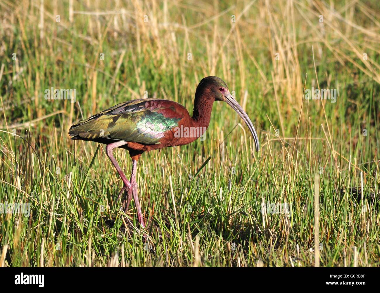 Ibises couple breeding pair hi-res stock photography and images - Alamy