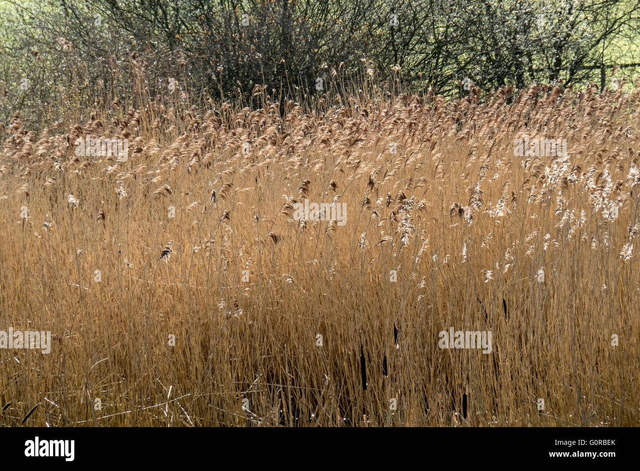 Swampy ground hi-res stock photography and images - Alamy