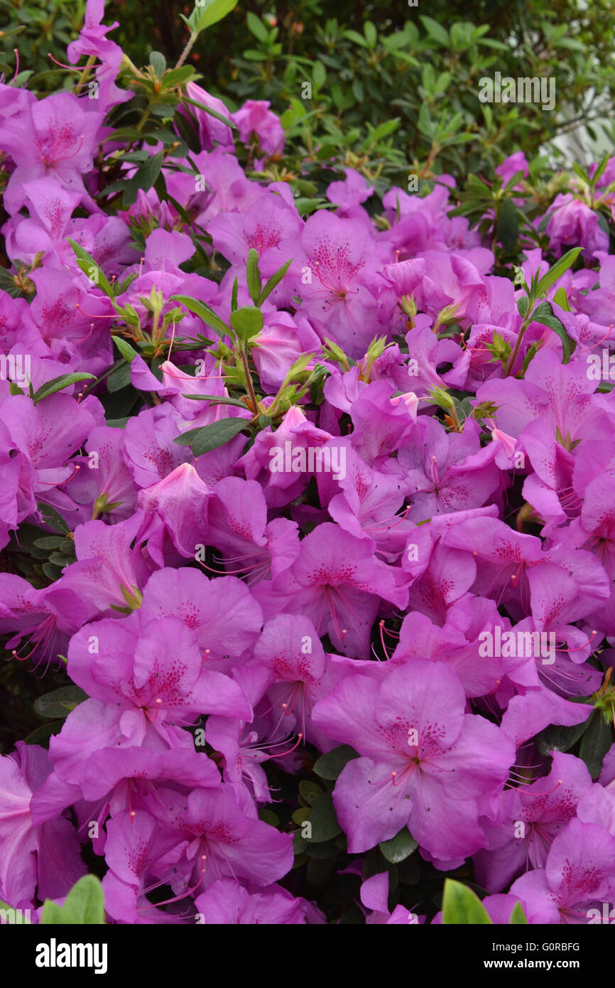 Mauve azalea hi-res stock photography and images - Alamy