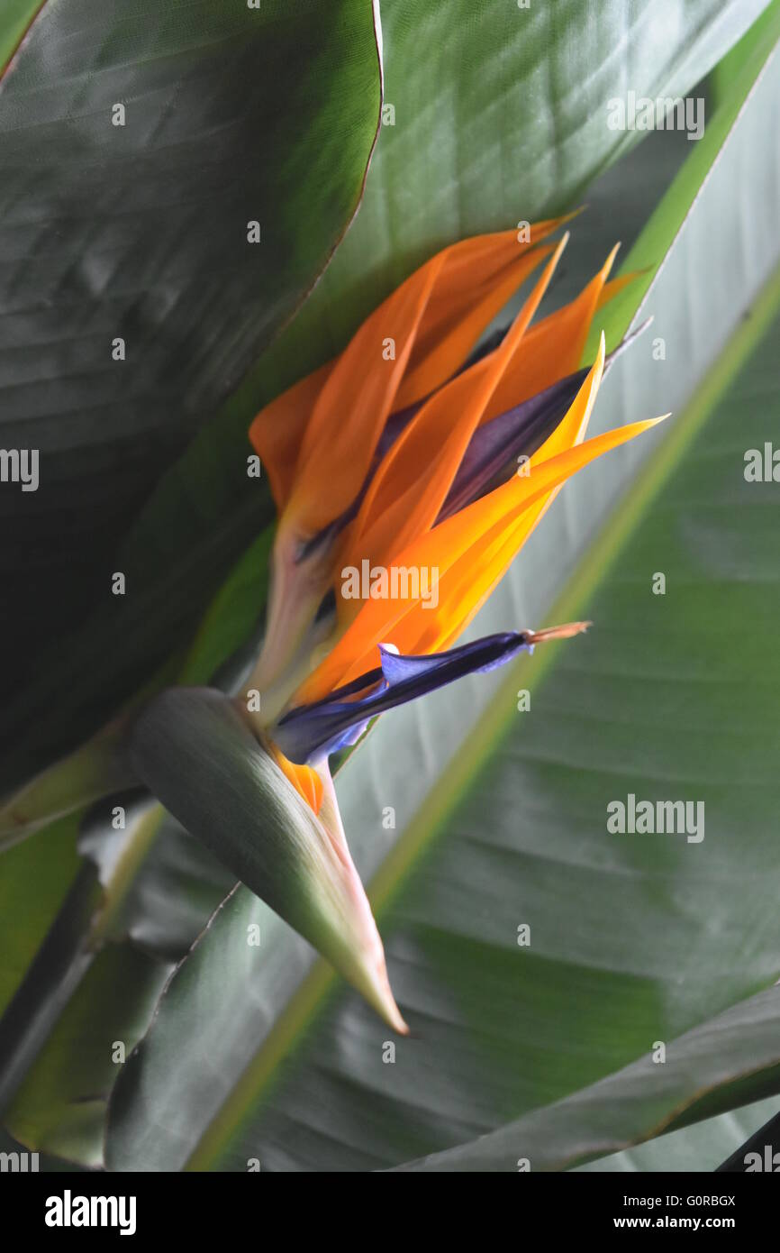 Strelitzia flowers garden hi-res stock photography and images - Alamy