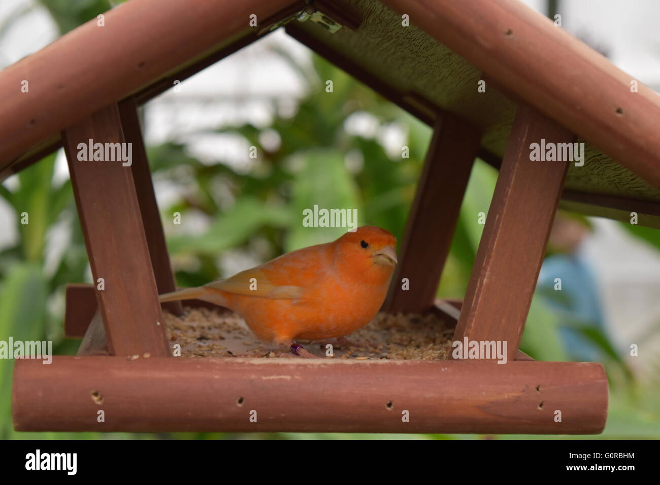 Bird in its home Stock Photo - Alamy
