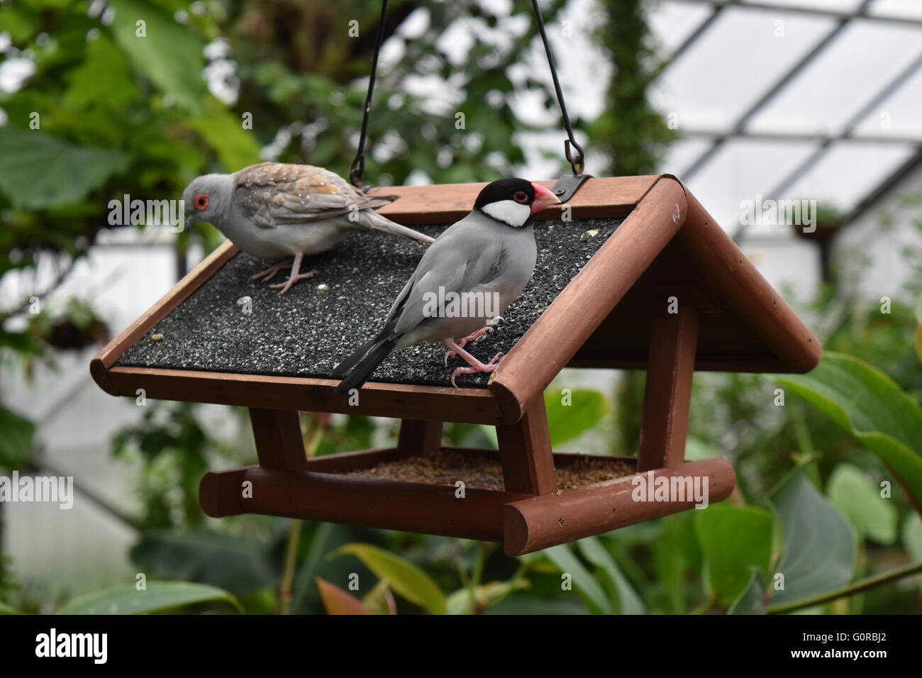 Gray birds on a birdhouse Stock Photo - Alamy