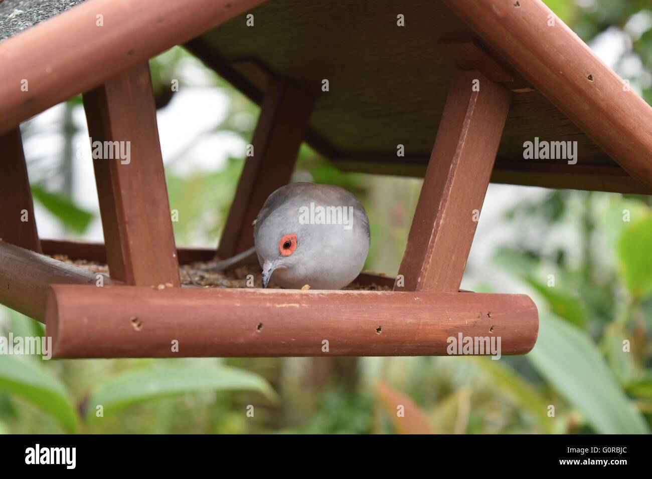 Gray bird in a birdhouse Stock Photo - Alamy