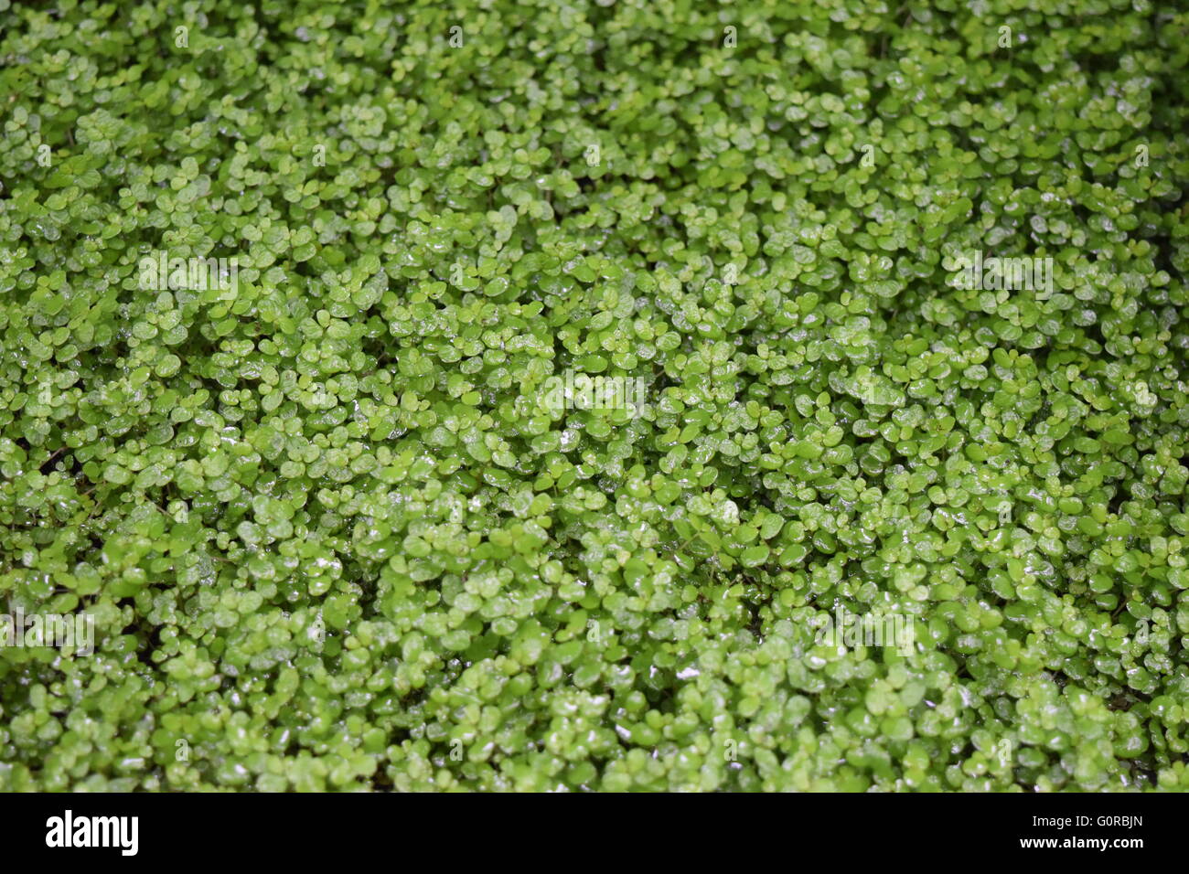 Wet texture hi-res stock photography and images - Alamy