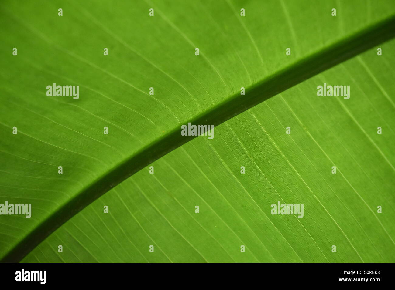 Strelitzia nicolai leaf texture Stock Photo - Alamy