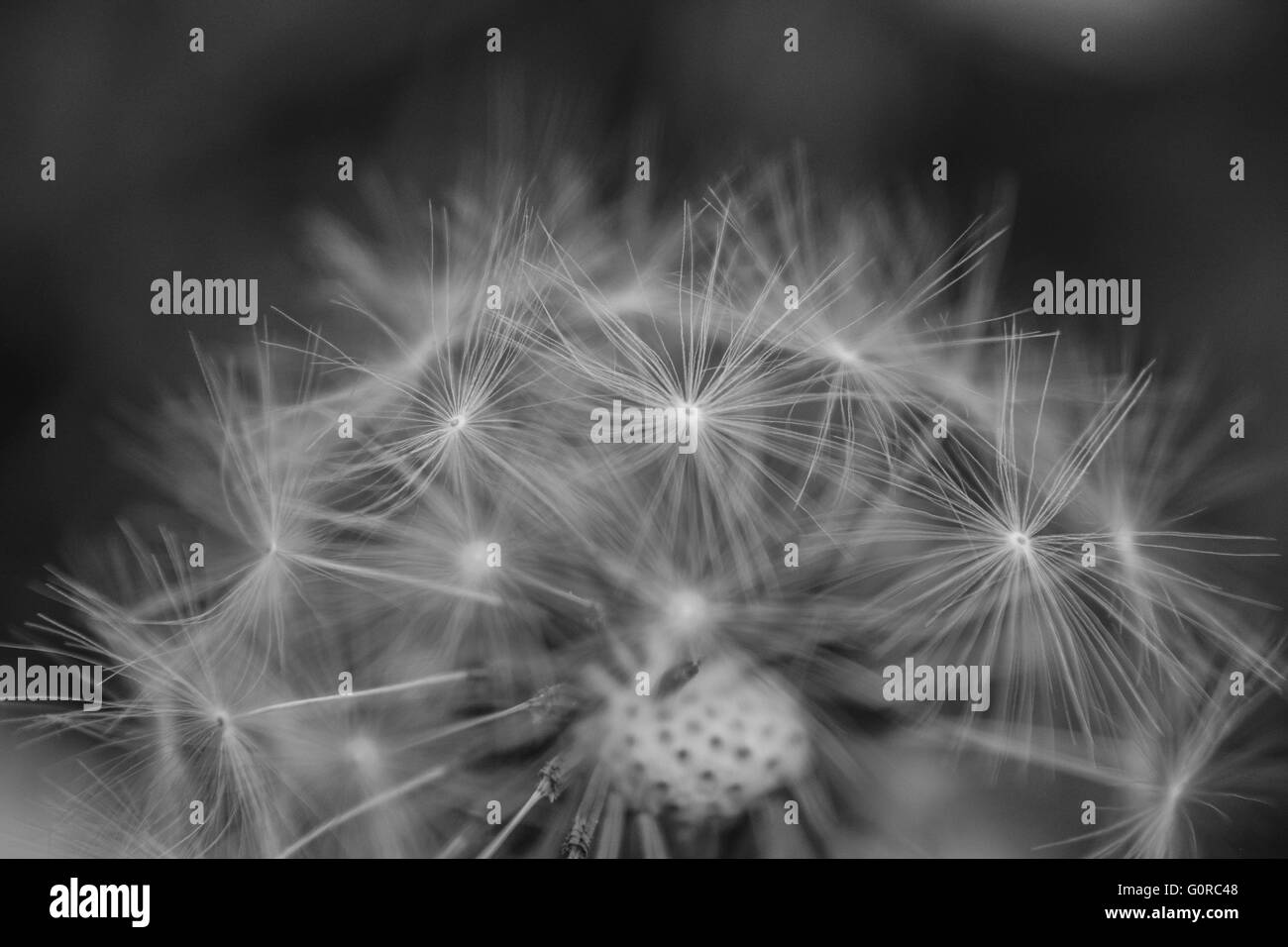 Dandelion zoom hi-res stock photography and images - Alamy