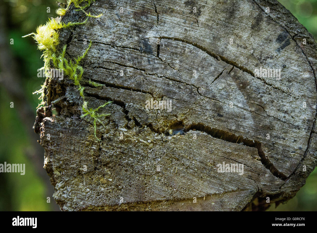 Healthy tree moss hi-res stock photography and images - Alamy