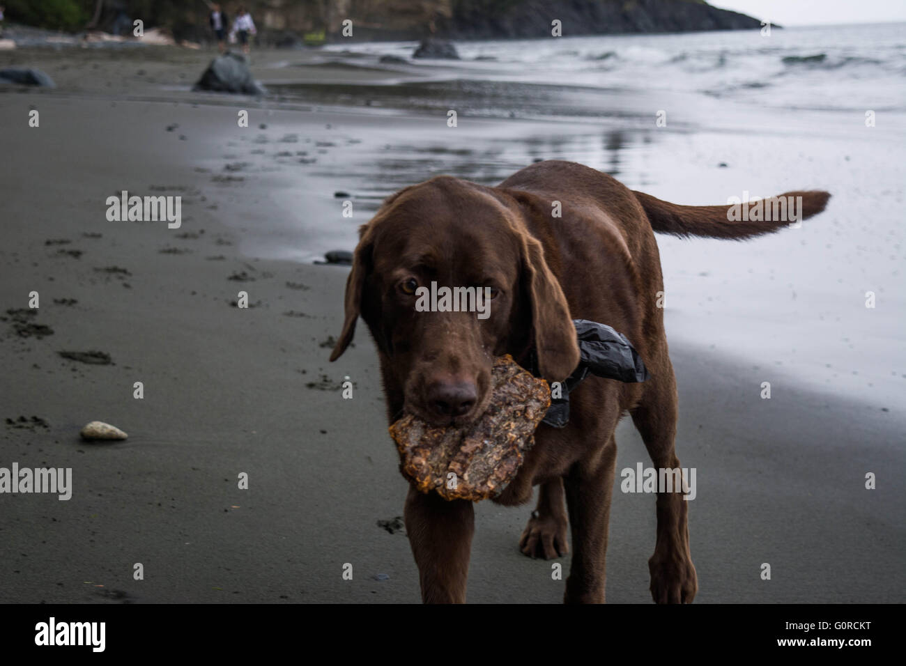 Fetch the water hi-res stock photography and images - Alamy