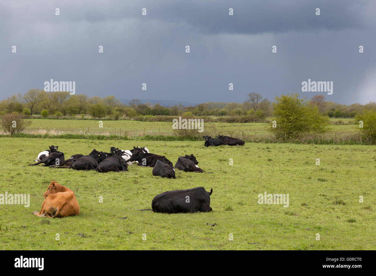 English cows lying down in field hi-res stock photography and images ...
