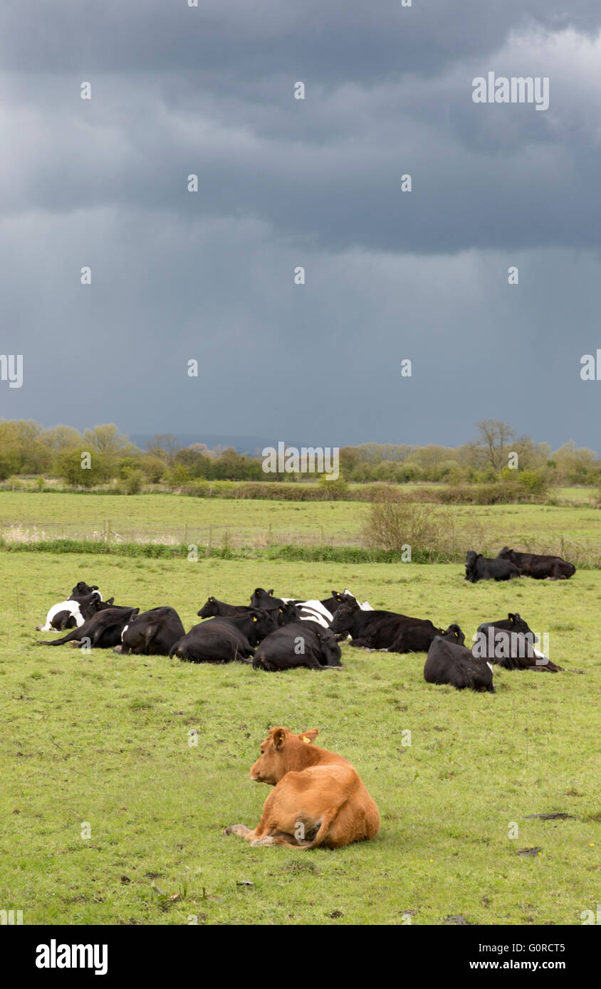 Cattle lying down in field as a storm clouds approach, England, UK ...