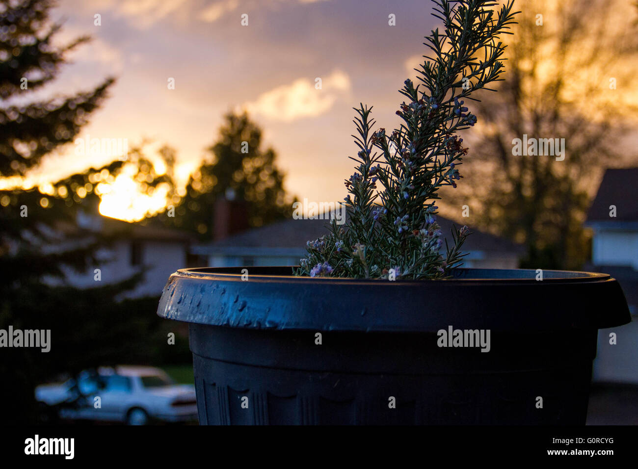 plants at sunset Stock Photo - Alamy