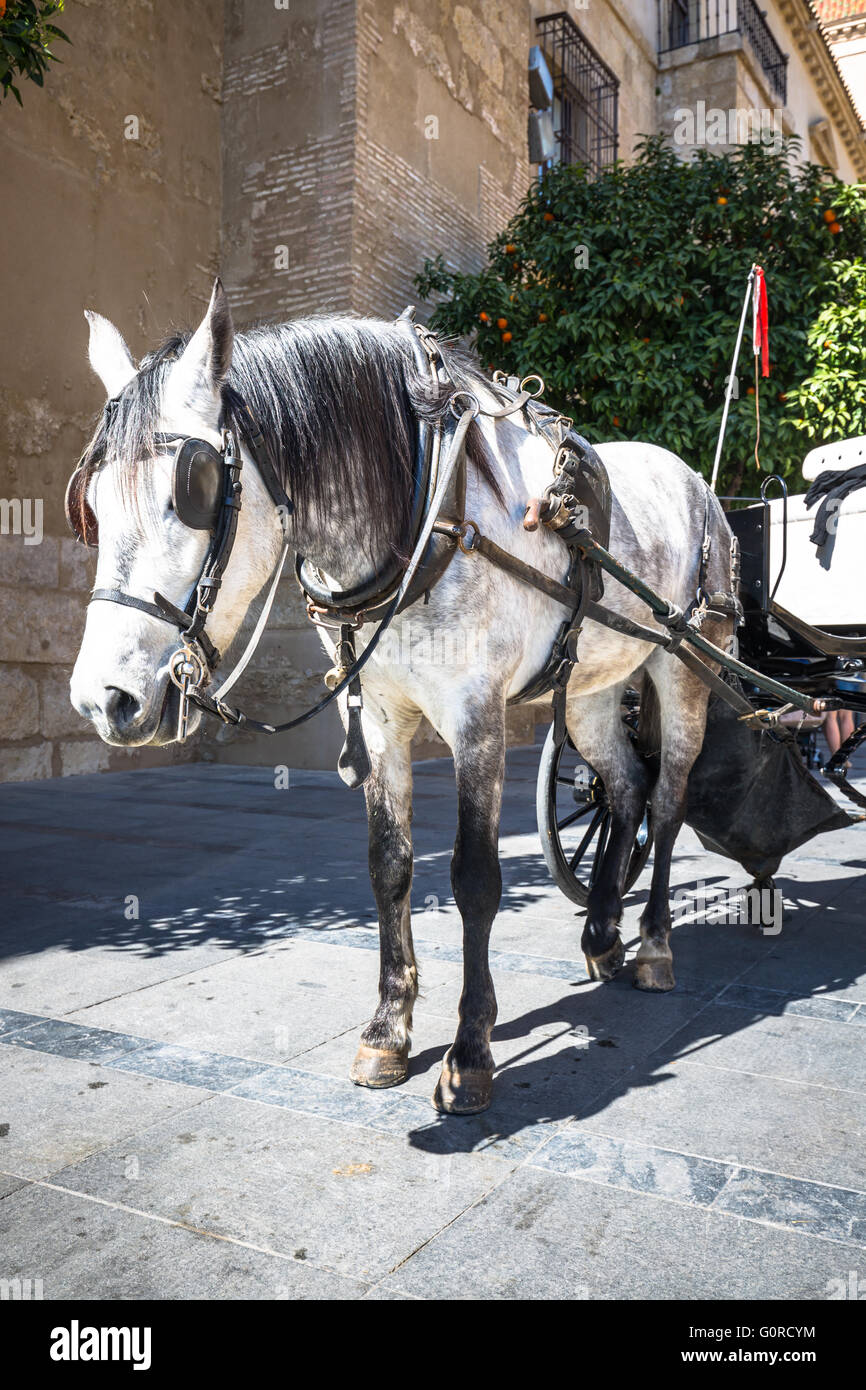 Traditional Horse and Cart at Cordoba Spain - travel background Stock ...