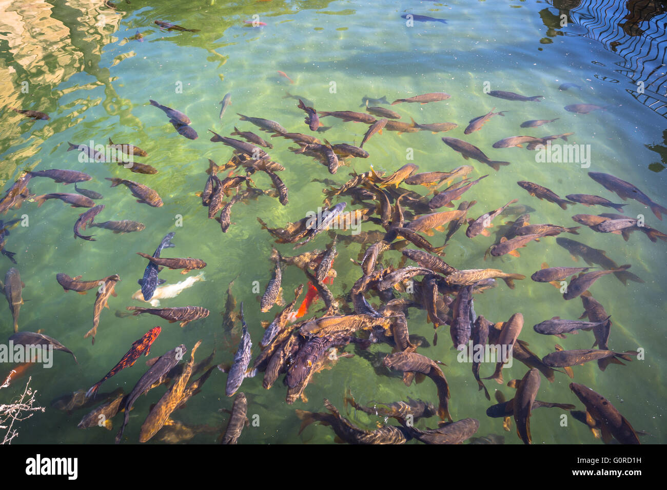 Group of small fish in a pool from the gardens of the Alcazar of the ...
