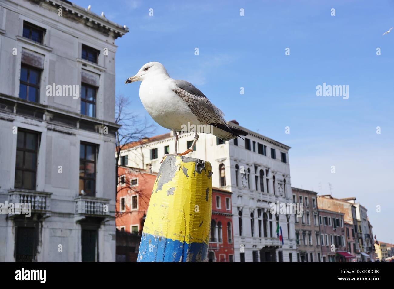 A seagull in Venice, Italy Stock Photo - Alamy