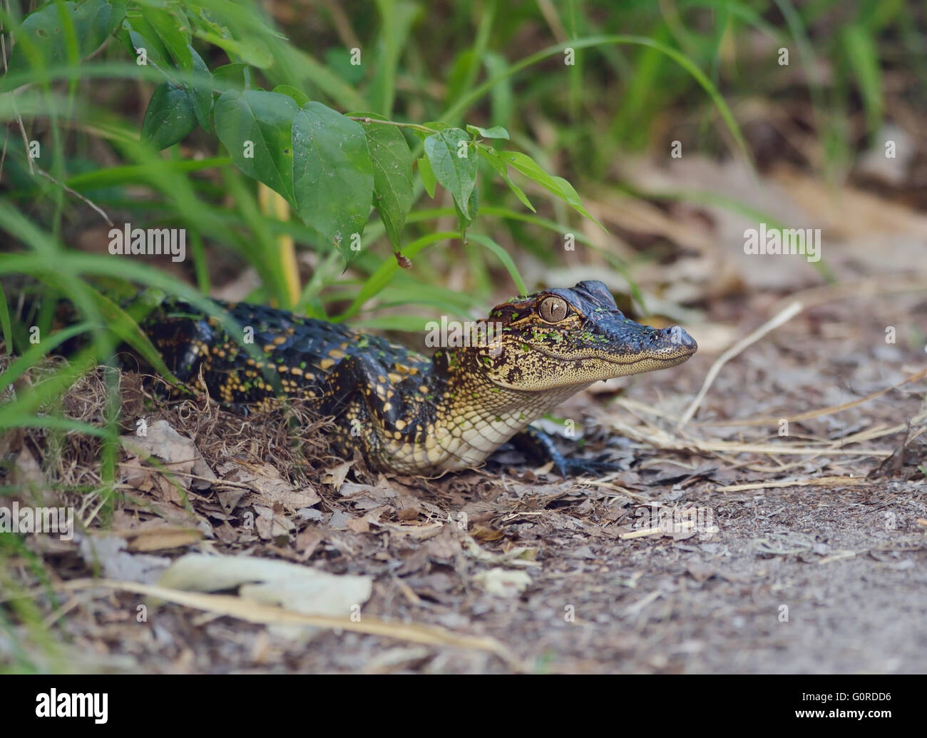 Small Florida Alligator on a Path Stock Photo - Alamy