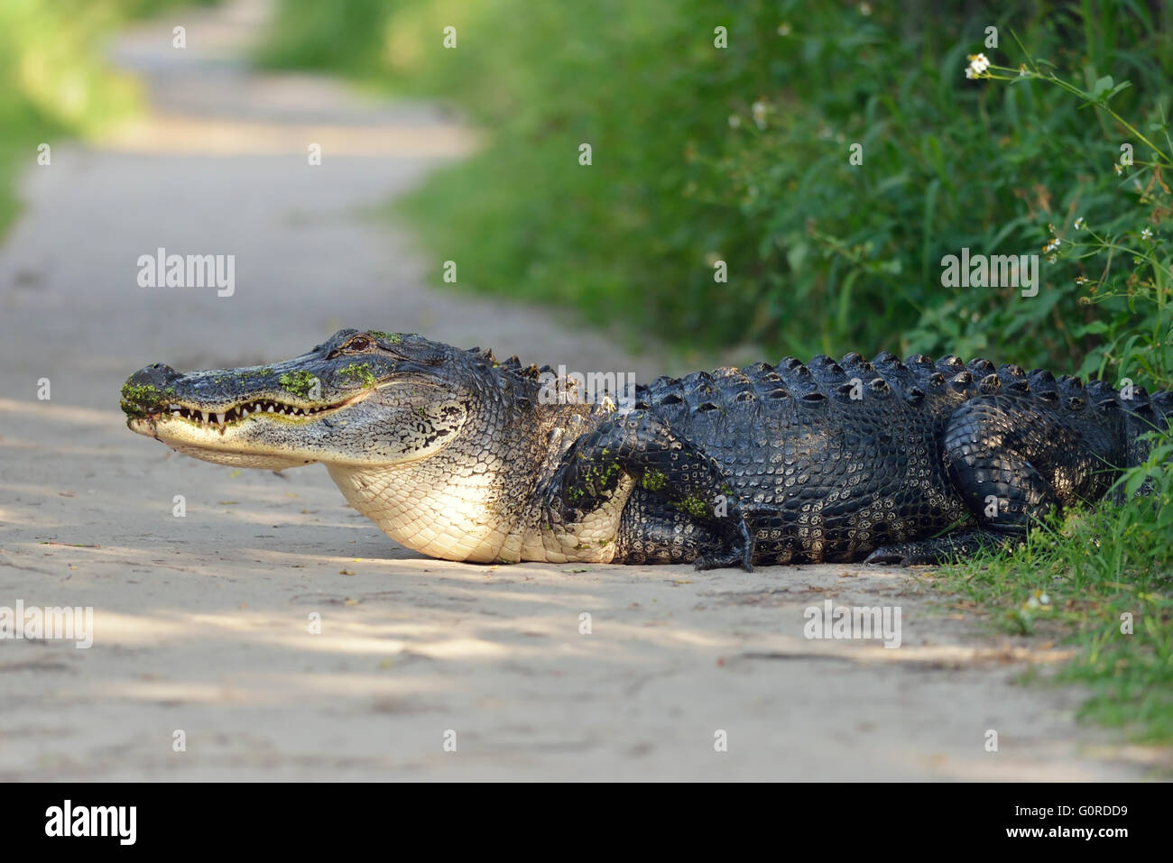 Large Florida Alligator on a Trail Stock Photo - Alamy
