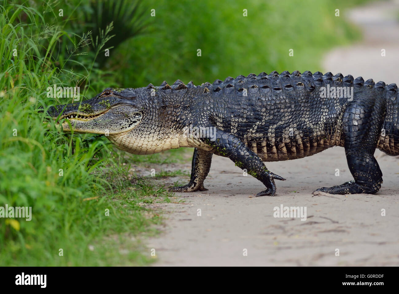 Large Florida Alligator on a Trail Stock Photo - Alamy