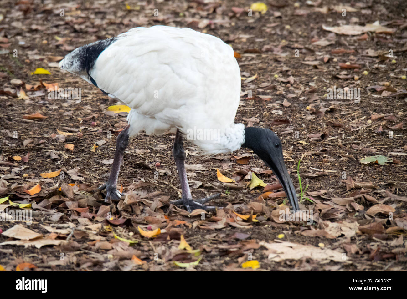 Australian white ibis probing the ground for food Stock Photo - Alamy