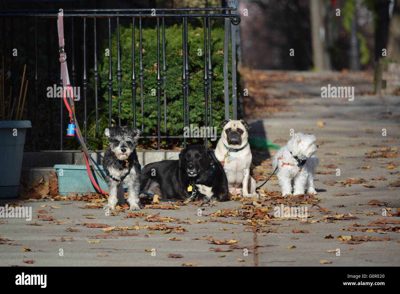 Motley crew hi-res stock photography and images - Alamy