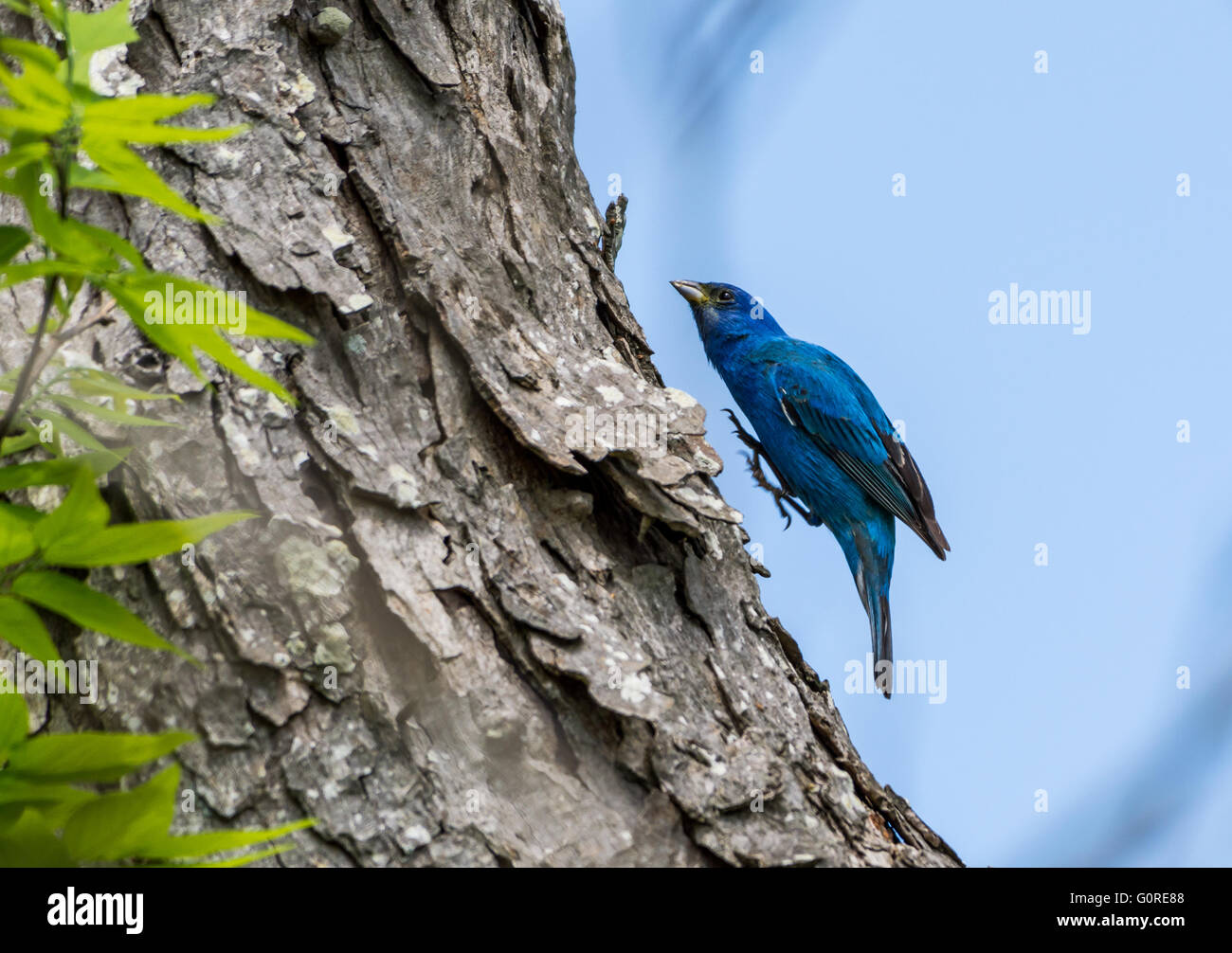 A Blue Bunting (Cyanocompsa parellina) hopping on a tree trunk. High ...