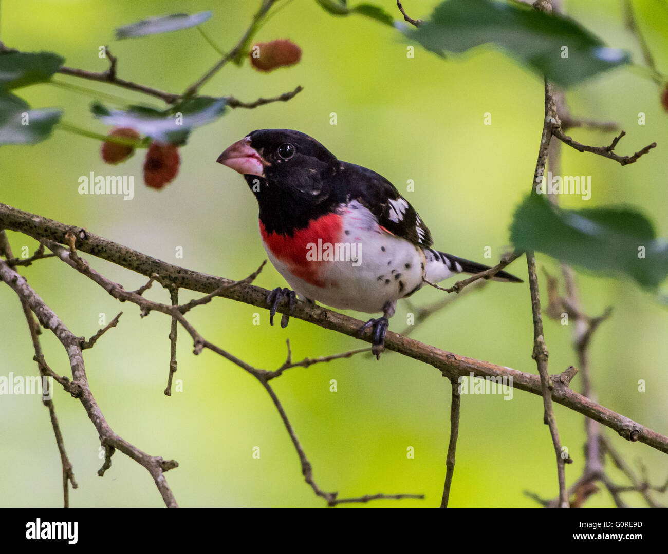 Rose breasted grosbeak hi-res stock photography and images - Alamy