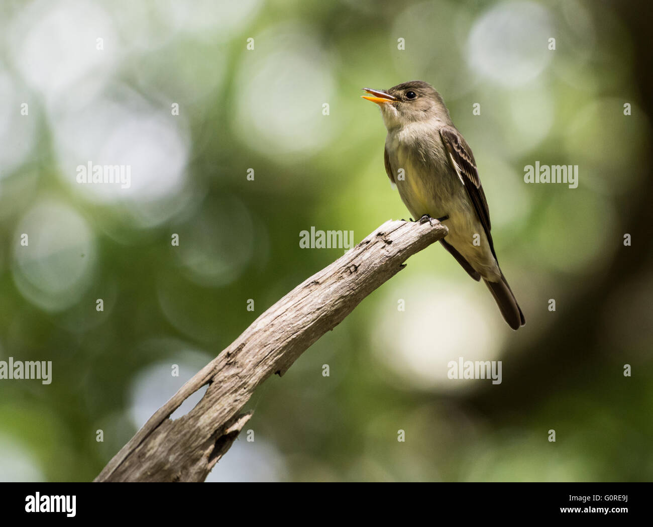 An Eastern Wood Pewee (Contopus virens) singing on top of a branch ...