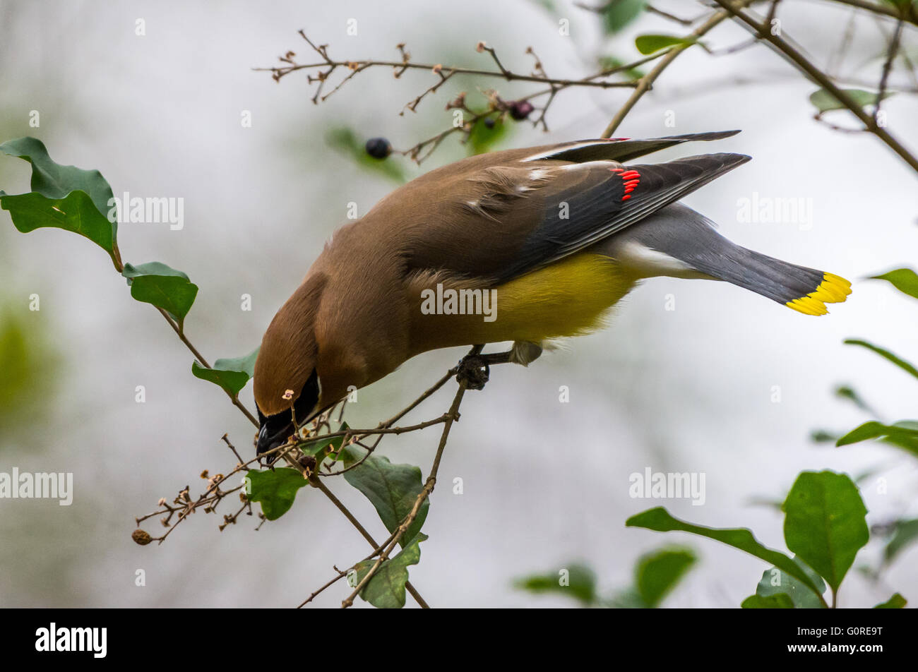 A colorful Cedar Waxwing (Bombycilla cedrorum) feeding on berries ...